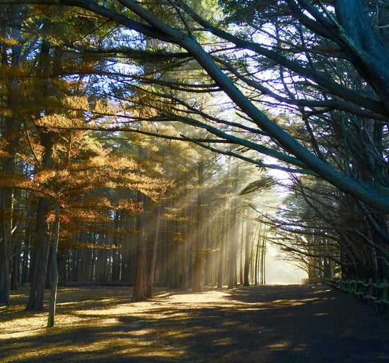 Magical Forest Bookstore - Children's Bookstore in Illinois